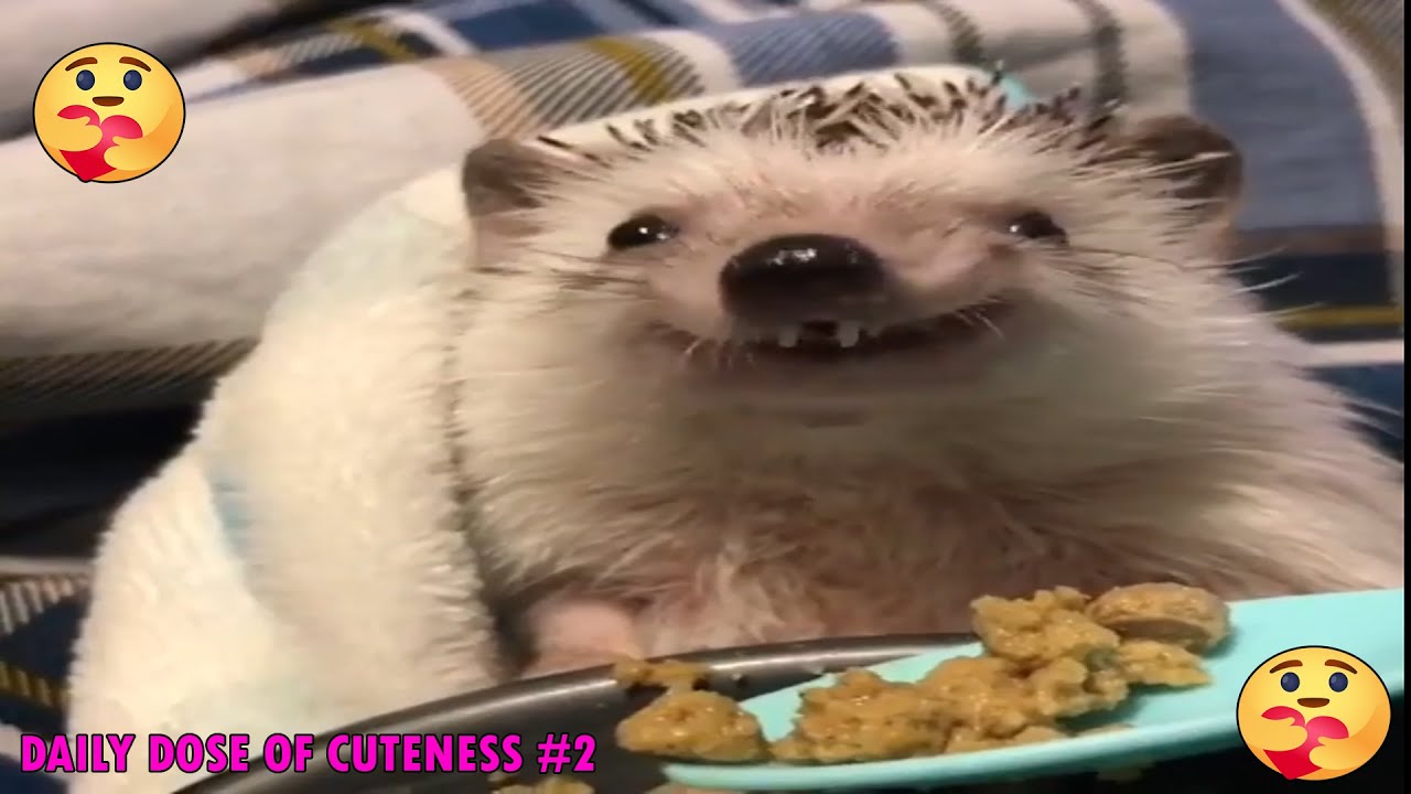 DAILY DOSE OF CUTENESS #2 - YouTube