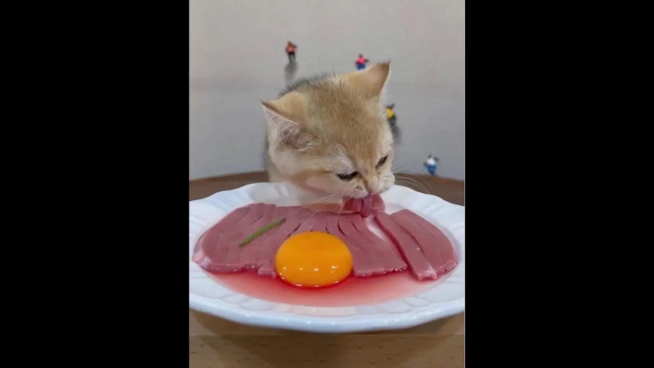 Miaow~ Cat's thoughts on face, how affectionate kittens are - YouTube