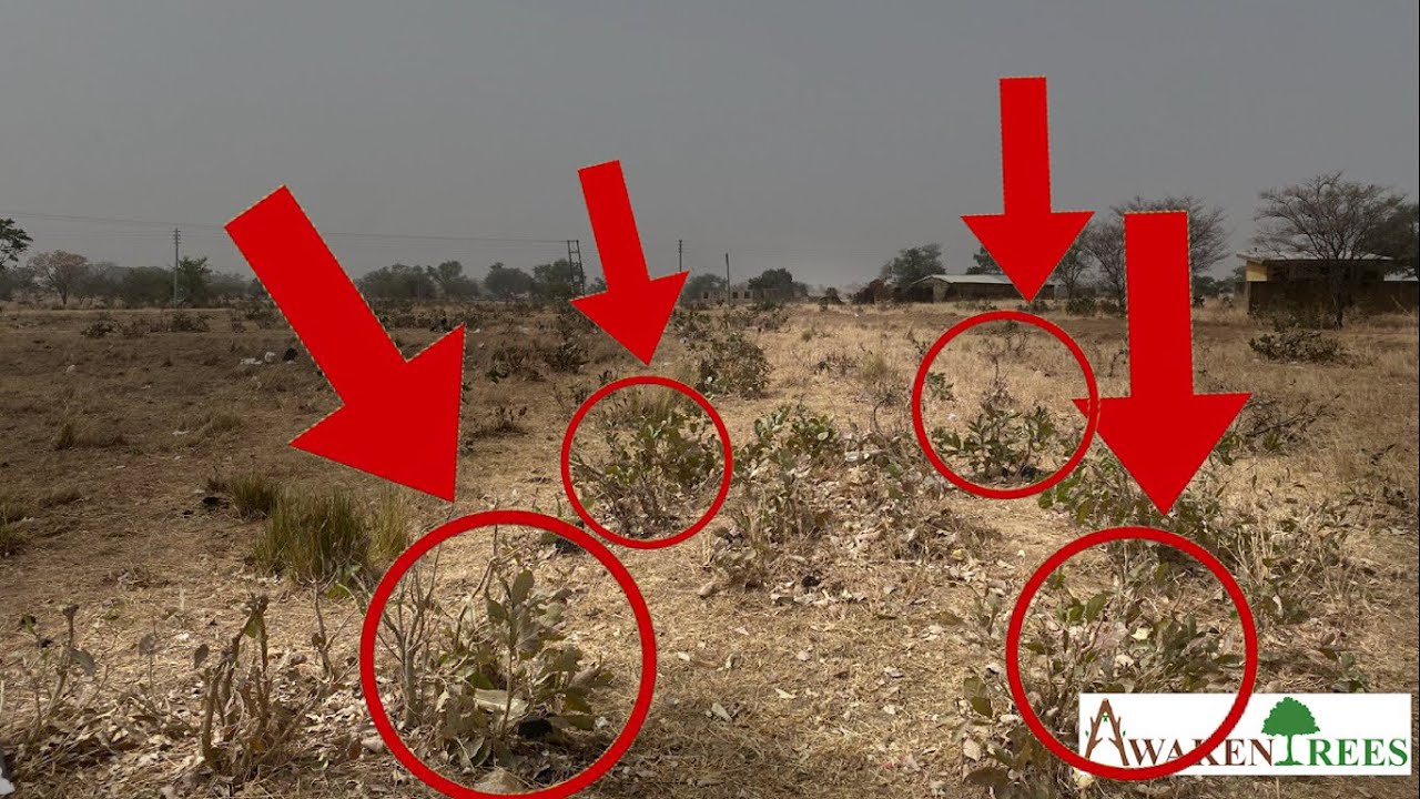 How to awaken trees? | FMNR step-by-step video - YouTube