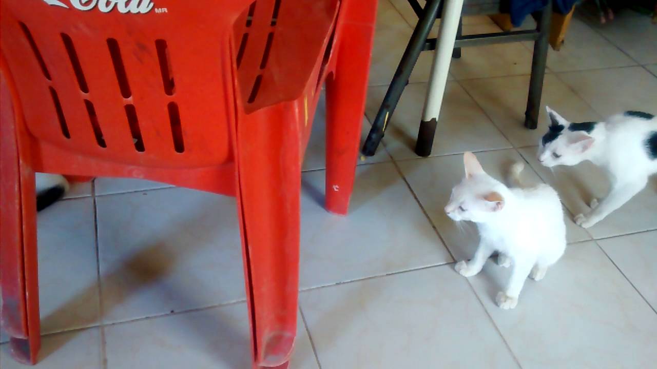 Gatos peleando - YouTube