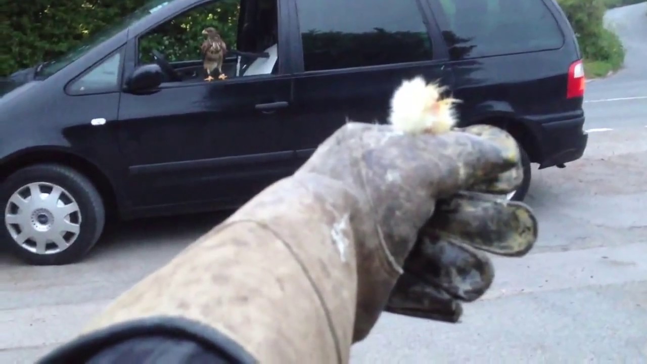Car hawking training /harris hawk #harrishawk - YouTube