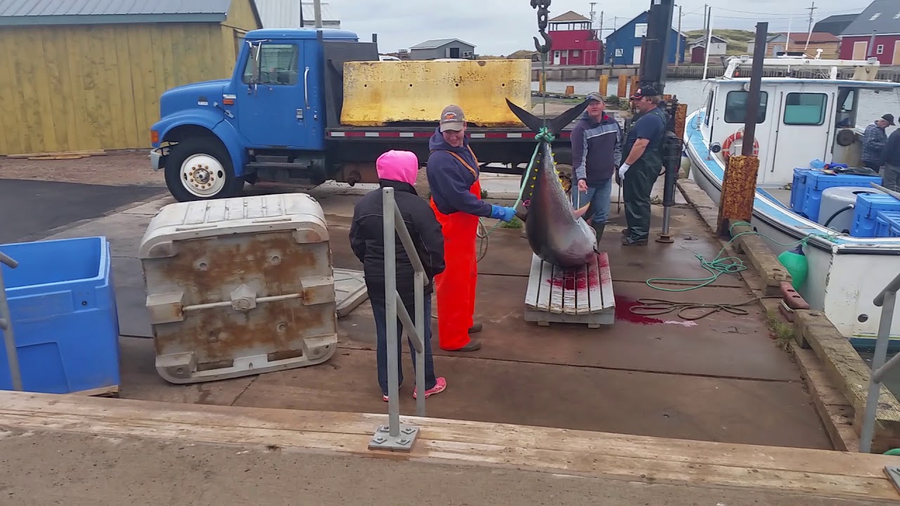 BLUEFIN TUNA.....NORTH LAKE PEI......PART THREE!!!! - YouTube