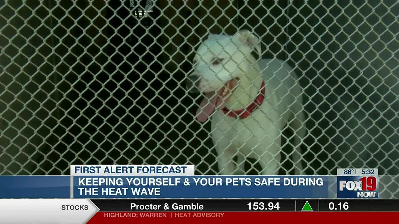 Keeping yourself, your pets safe during heat wave - YouTube