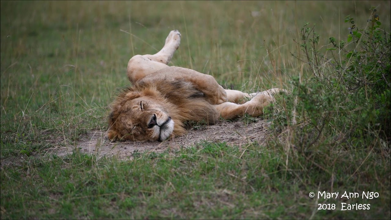Earless Snooze, Maasai Mara lion - YouTube