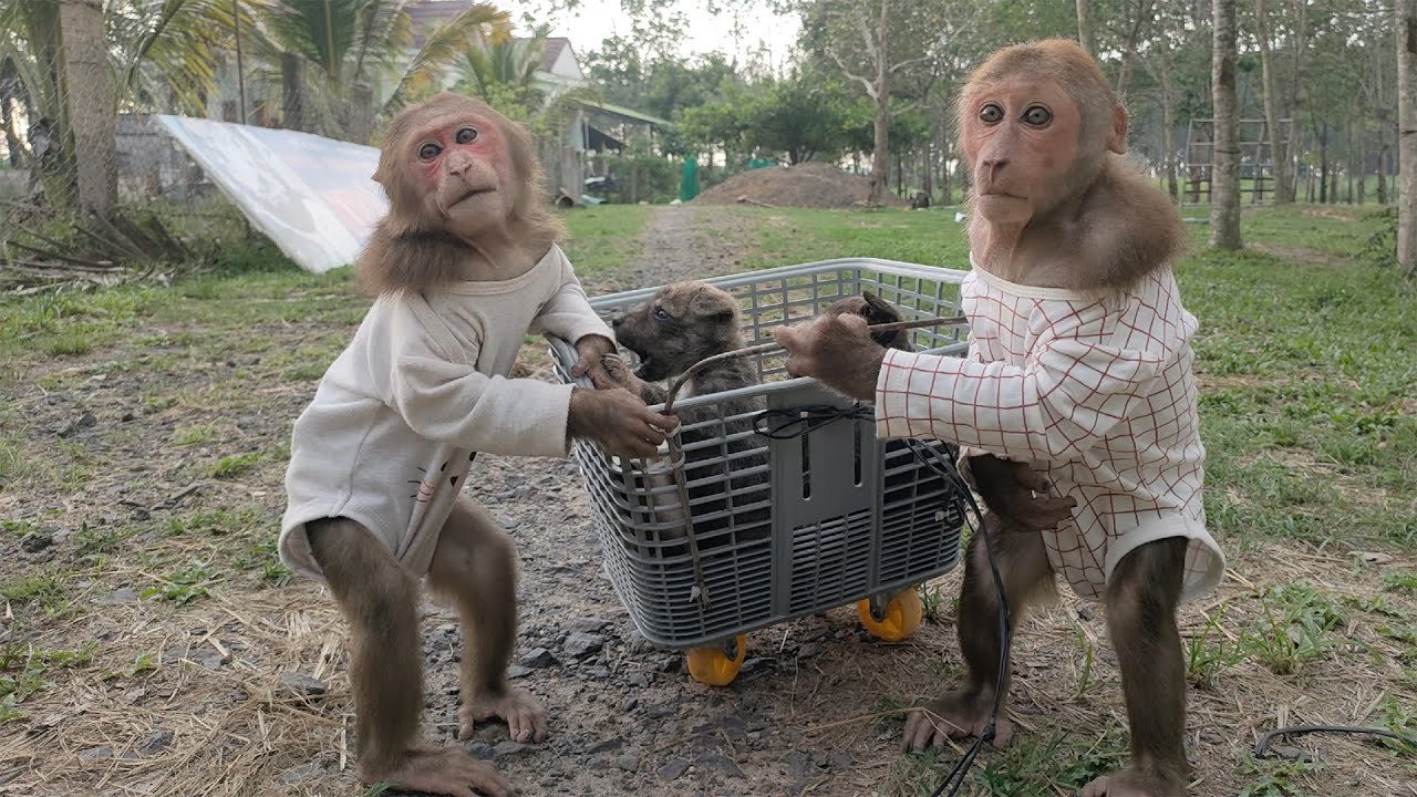 Mimi Kuku duo pushing the stroller carrying the puppies for a walk ...