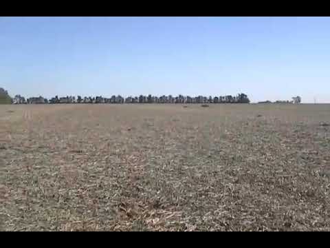 galgos de campo cordoba barcina de chala Maldonado