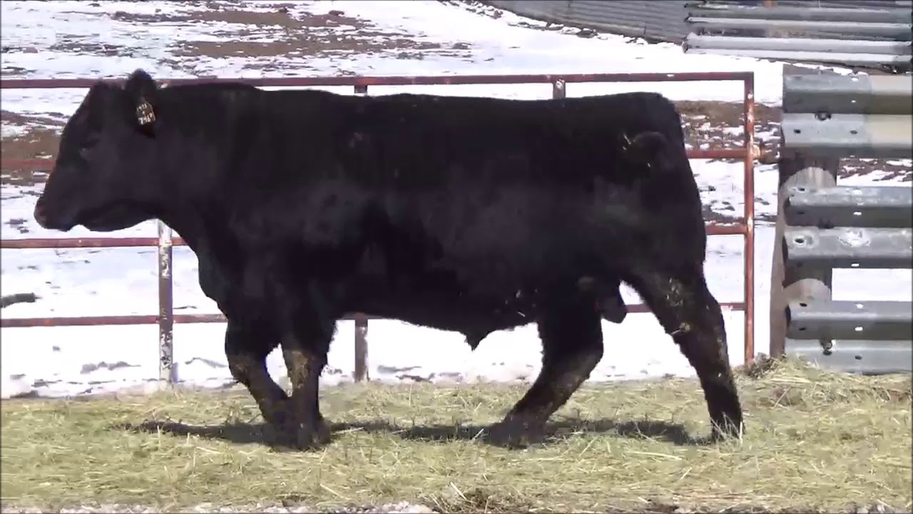Connealy Angus Lot 57 - YouTube