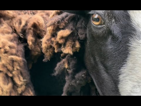 A stroll through flock, the unstucking of an alpaca & a spider’s larder ...