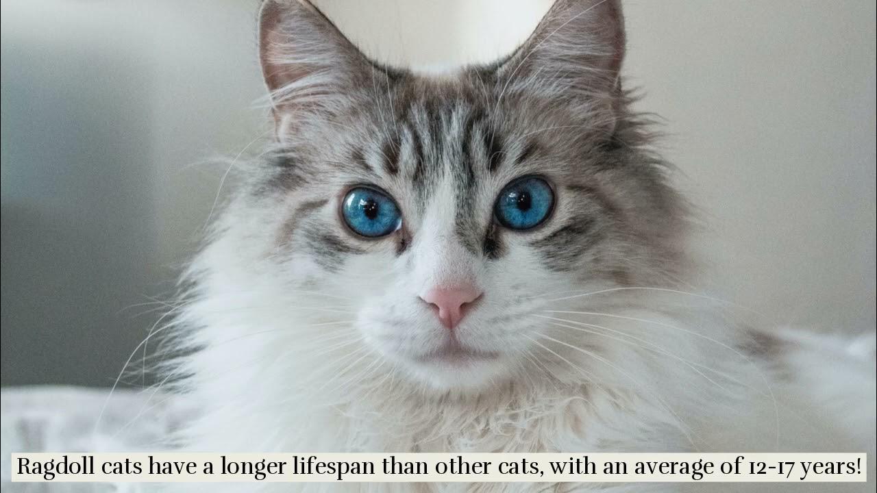 Discovering the Magic of Ragdoll Cats - YouTube