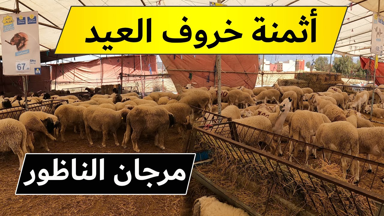 أثمنة خروف العيد مباشرة من مرجان الناظور 2023 - YouTube