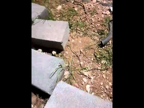 Alman kurdun insanlarla ilişkisi