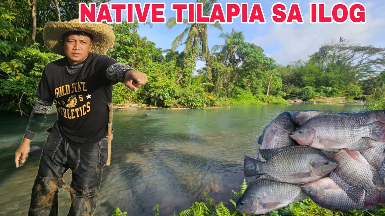Jackpot sa huli Native Tilapia Daming Huli sa Fresh Ilog/Paglilinis ng ...