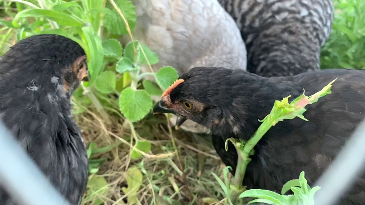 Our Chickens 2 Months Old/ Nuestras Gallinas De 2 Meses - YouTube