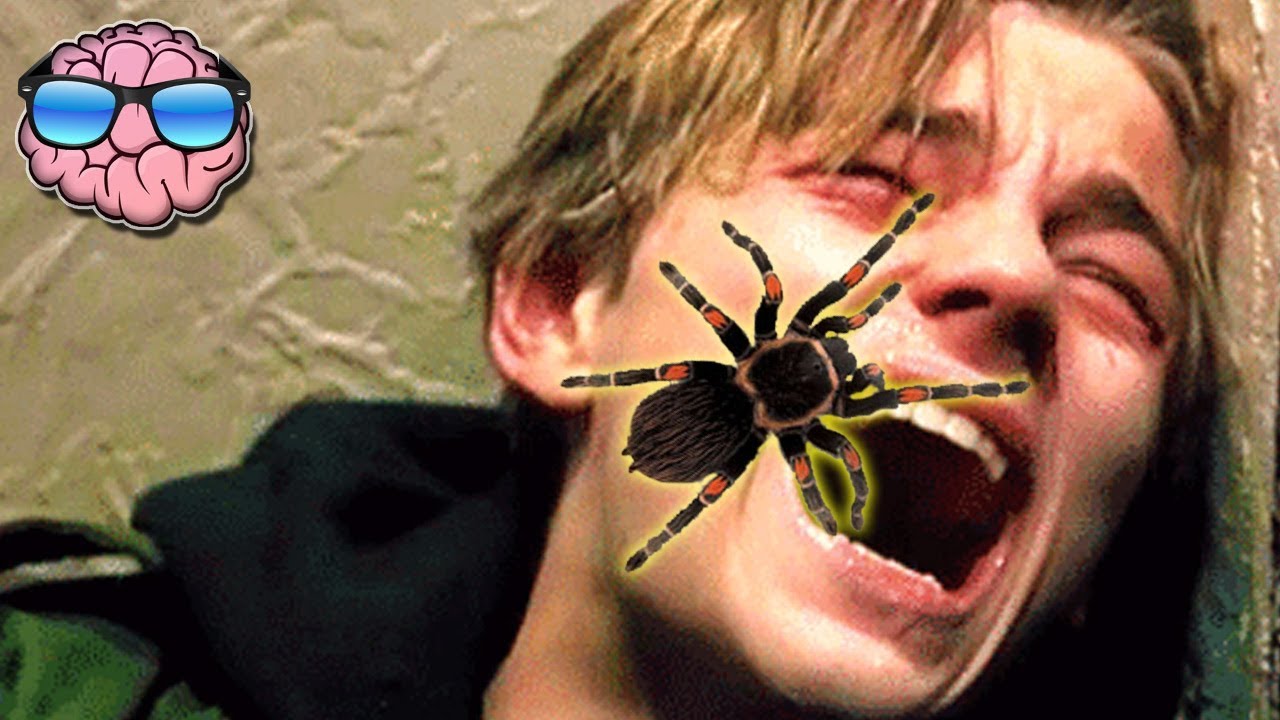 Top 10 MOST DANGEROUS Spiders In The WORLD YouTube top-10-most-dangerous-spiders-in-the-world-youtube