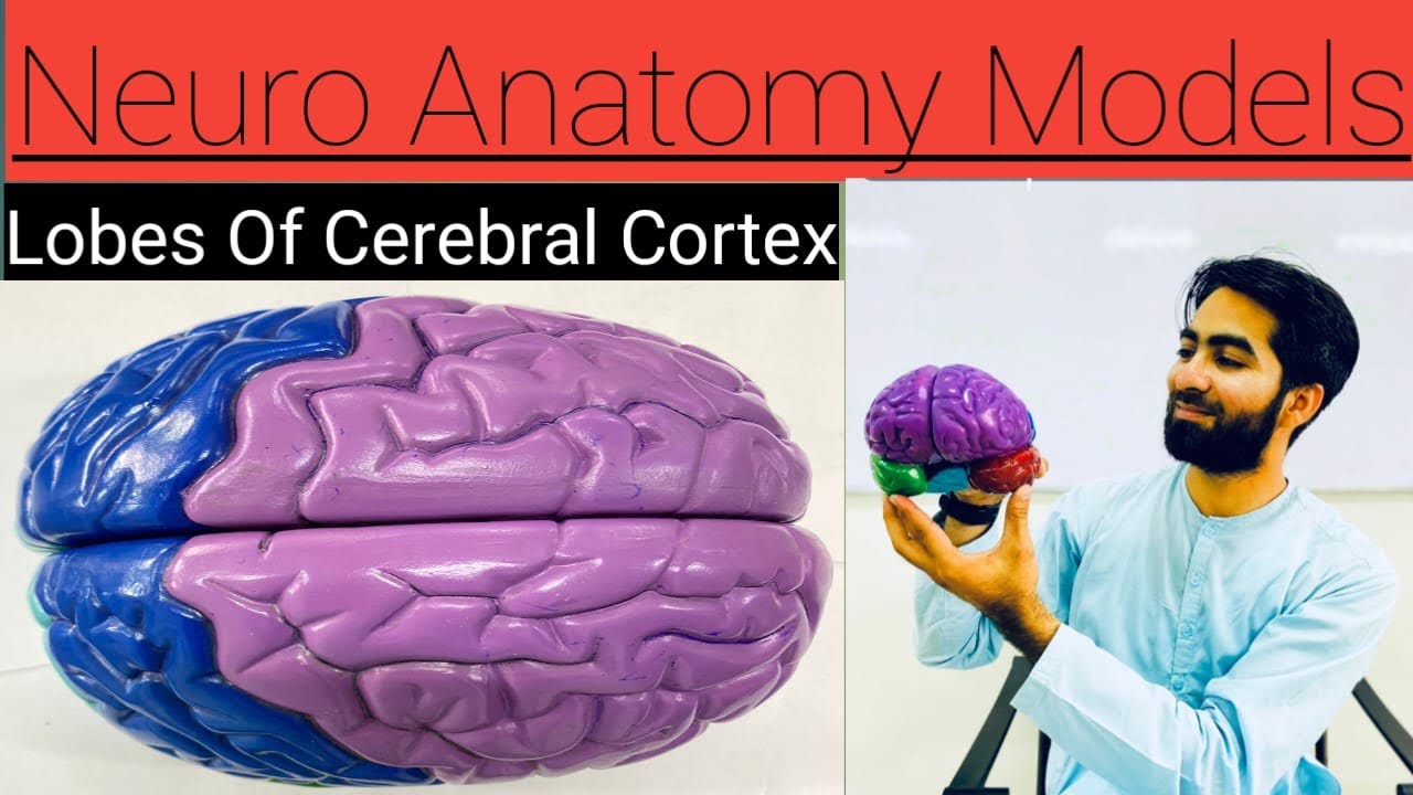 Lobes of Cerebral Cortex | Frontal, Parietal, Occipital & Temporal ...