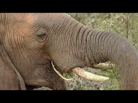 You Won't Believe How Elephants Eat Large Thorns - YouTube