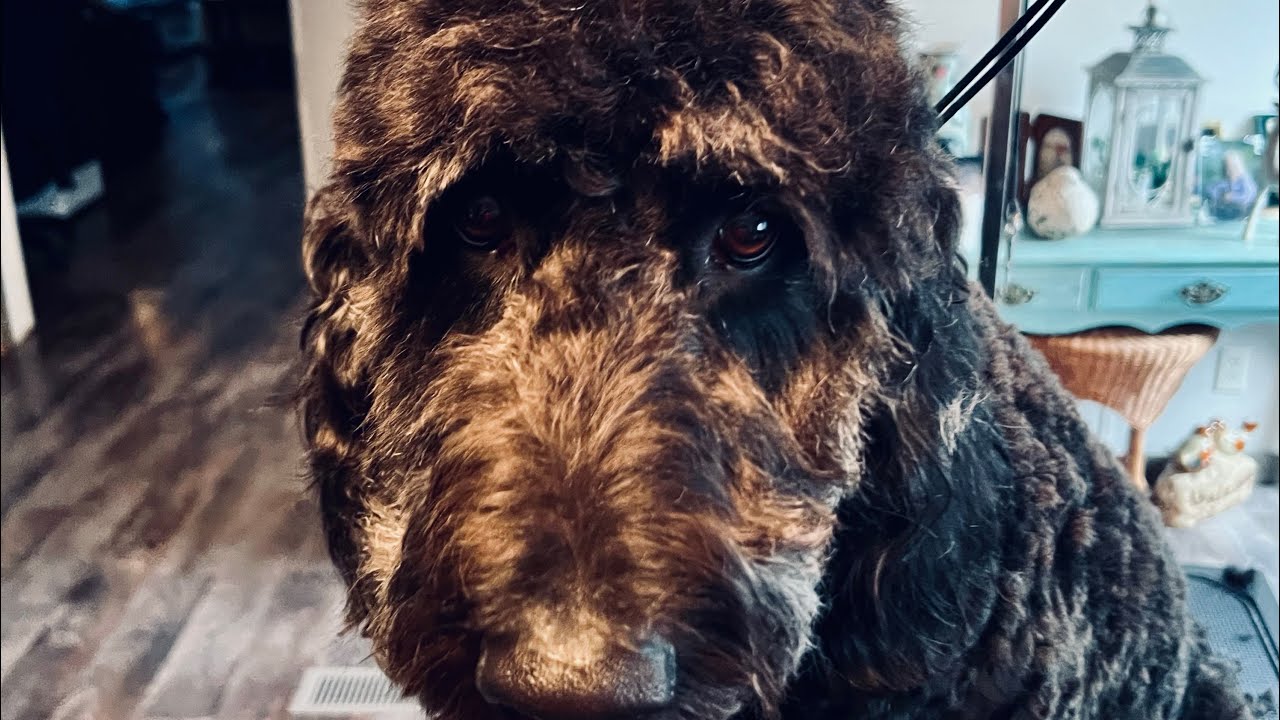 Line Brushing Paris the Golden Doodle Before her FullGroom. More ...