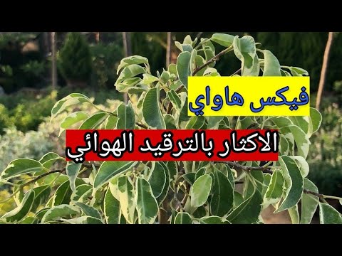 #إكثار_نبات_الفيكس #ficus_hawaii - YouTube