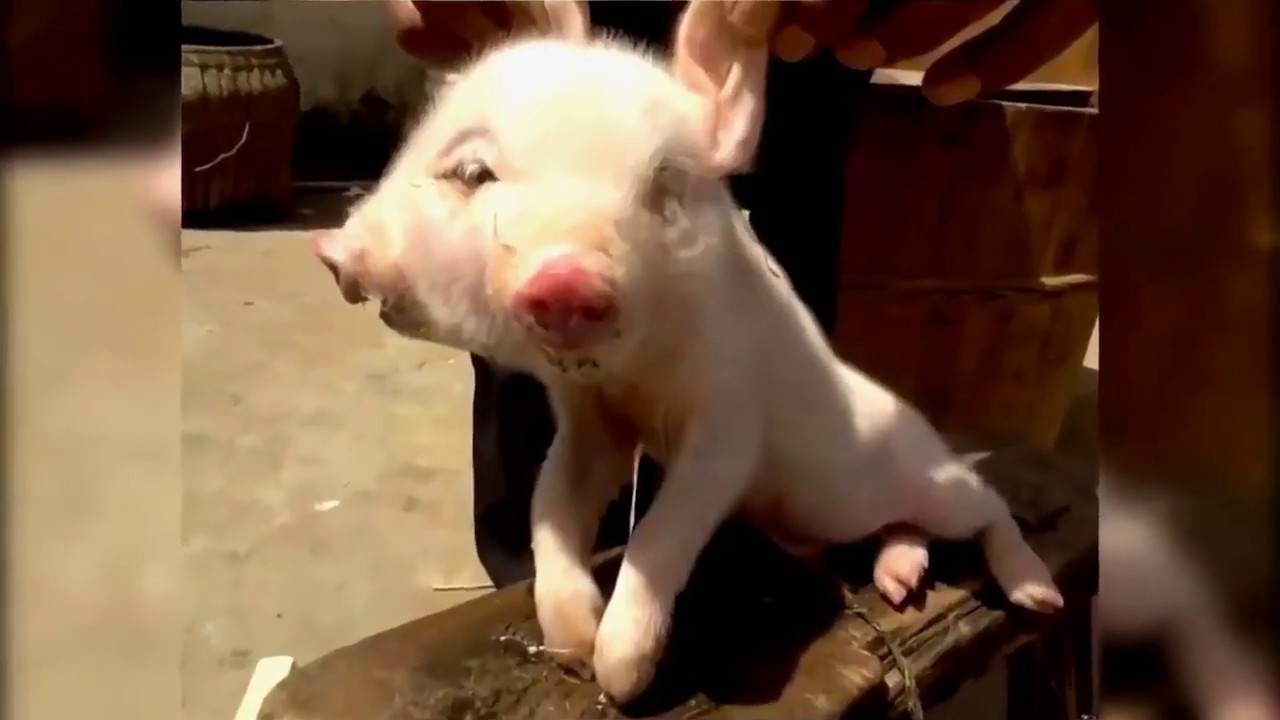 20 MUTANTS OF CHERNOBYL TAKEN ON THE CAMERA - YouTube