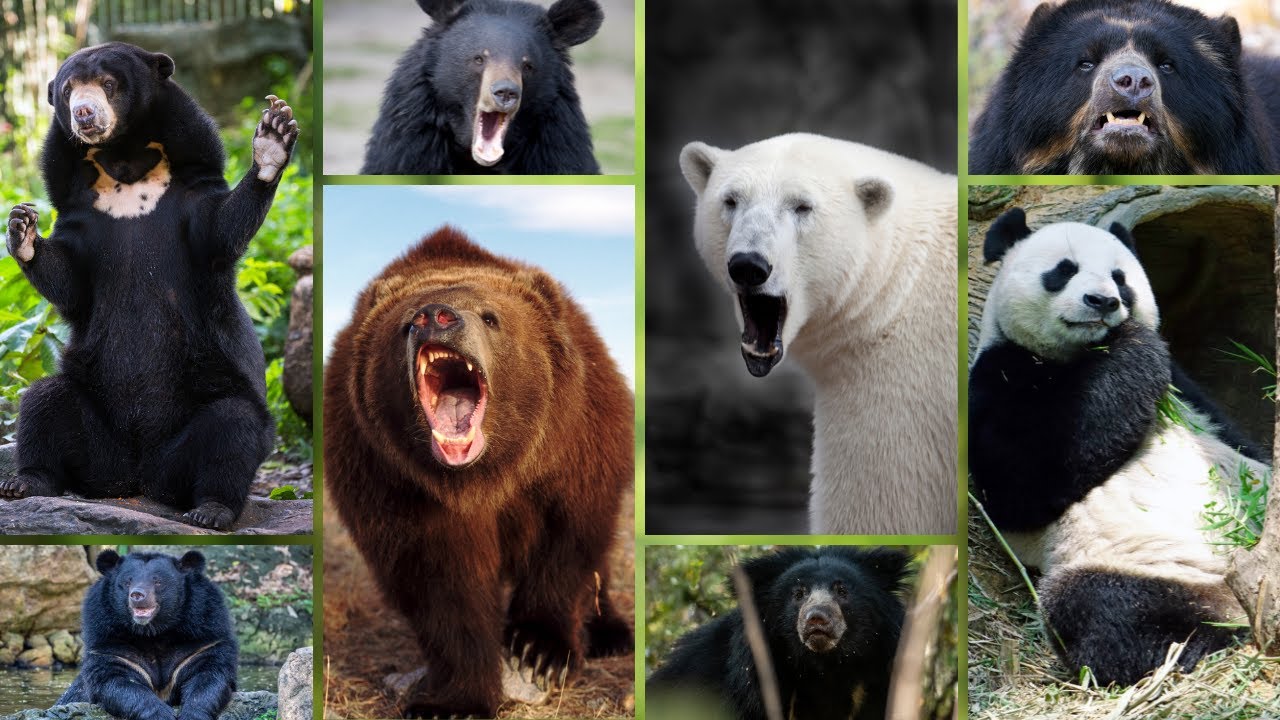 8 Únicos Tipos de Osos que Debes Conocer🧸🌎 #animals #bear - YouTube