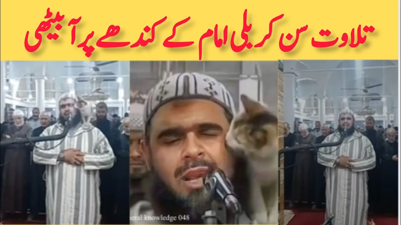 After hearing the word of Allah, the cat sat on the shoulder of Imam ...