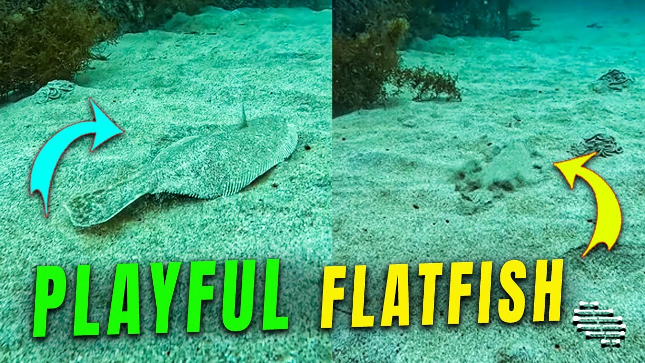 Playful Flatfish Peek-a-Boo in the Seabed - YouTube