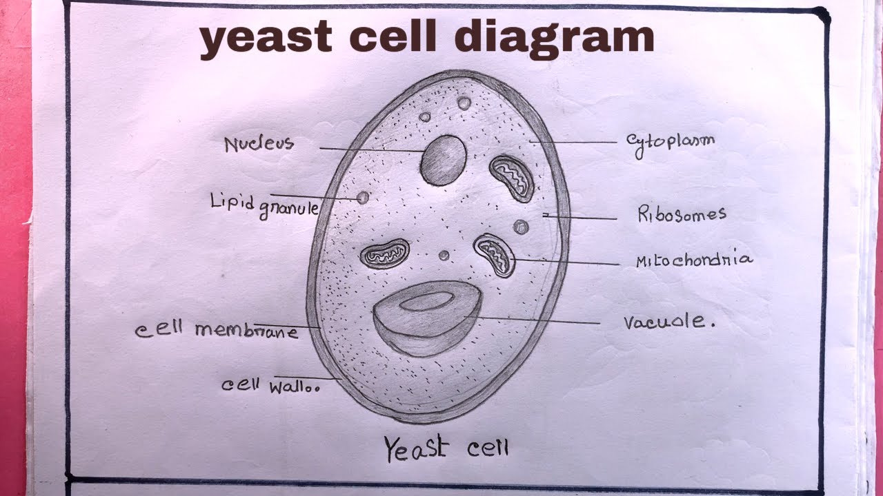 How To Draw yeast cell/Drawing Yeast Cell Diagram - YouTube