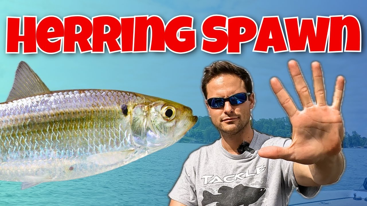 Top 5 Herring Spawn Lures Smart Anglers ALWAYS Tie On - YouTube