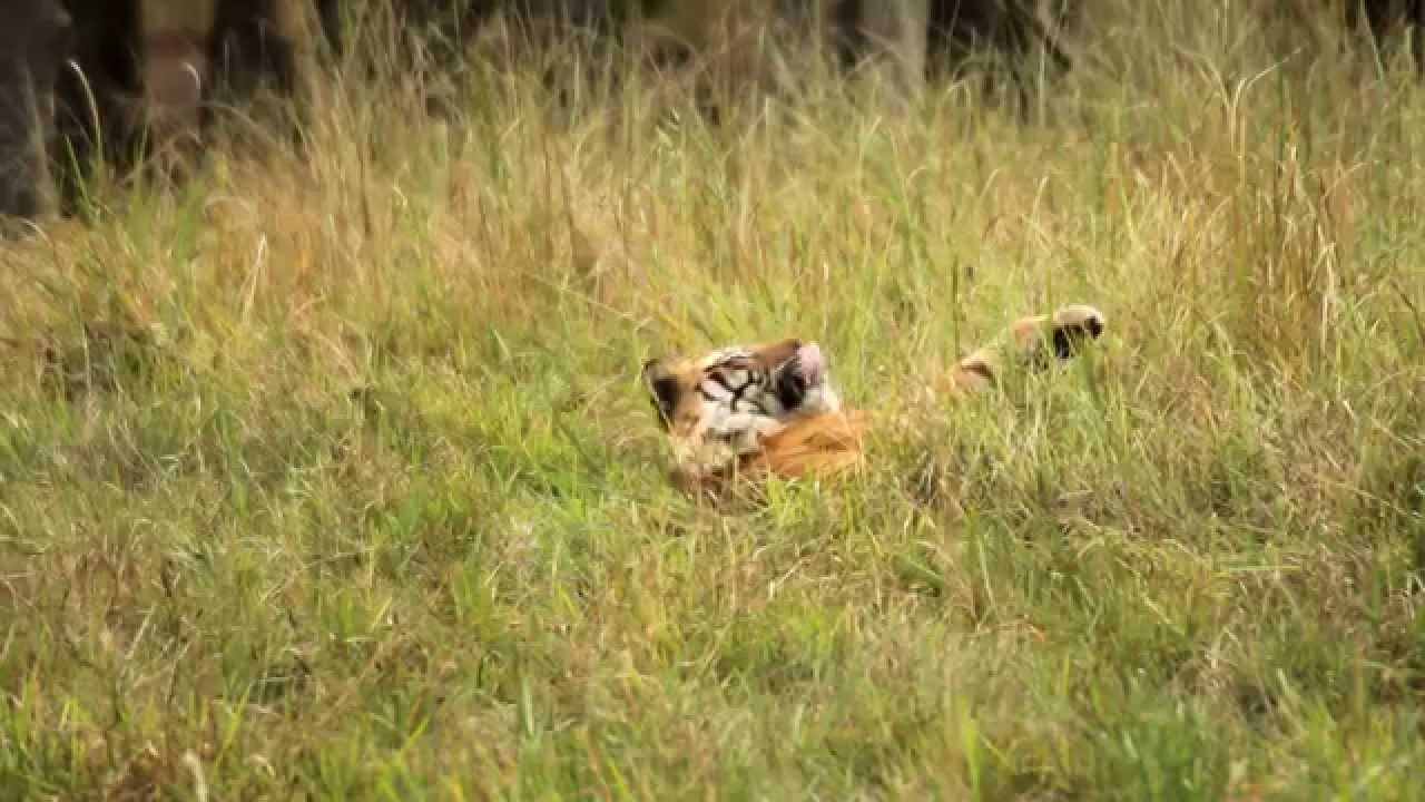 Tiger Relaxing in Grass and Rolling on Ground - YouTube