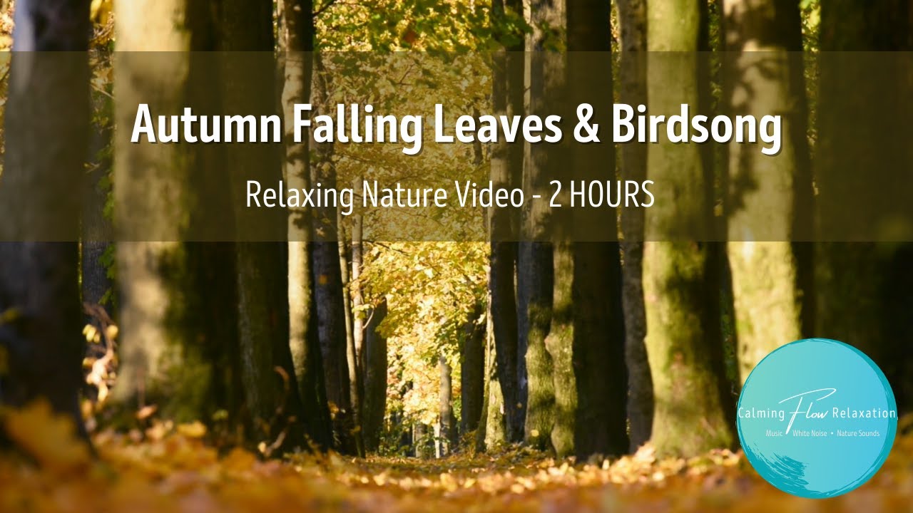 Autumn Leaves Falling with Birdsong - Nature Sounds - Soothing ...