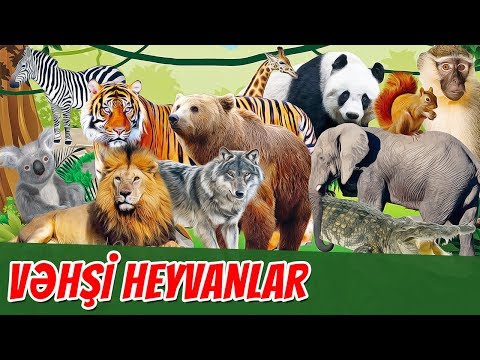 Meşə Heyvanları | Vəhşi Heyvanlar səsləri ilə