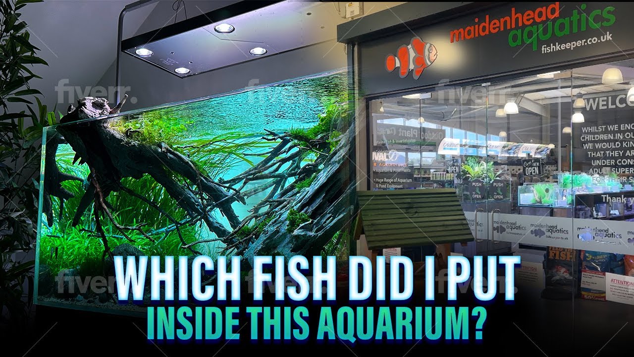 90CM AQUASCAPE! SEE WHAT FISH I CHOSE! RARE SPECIES..FISH SHOP TOUR ...