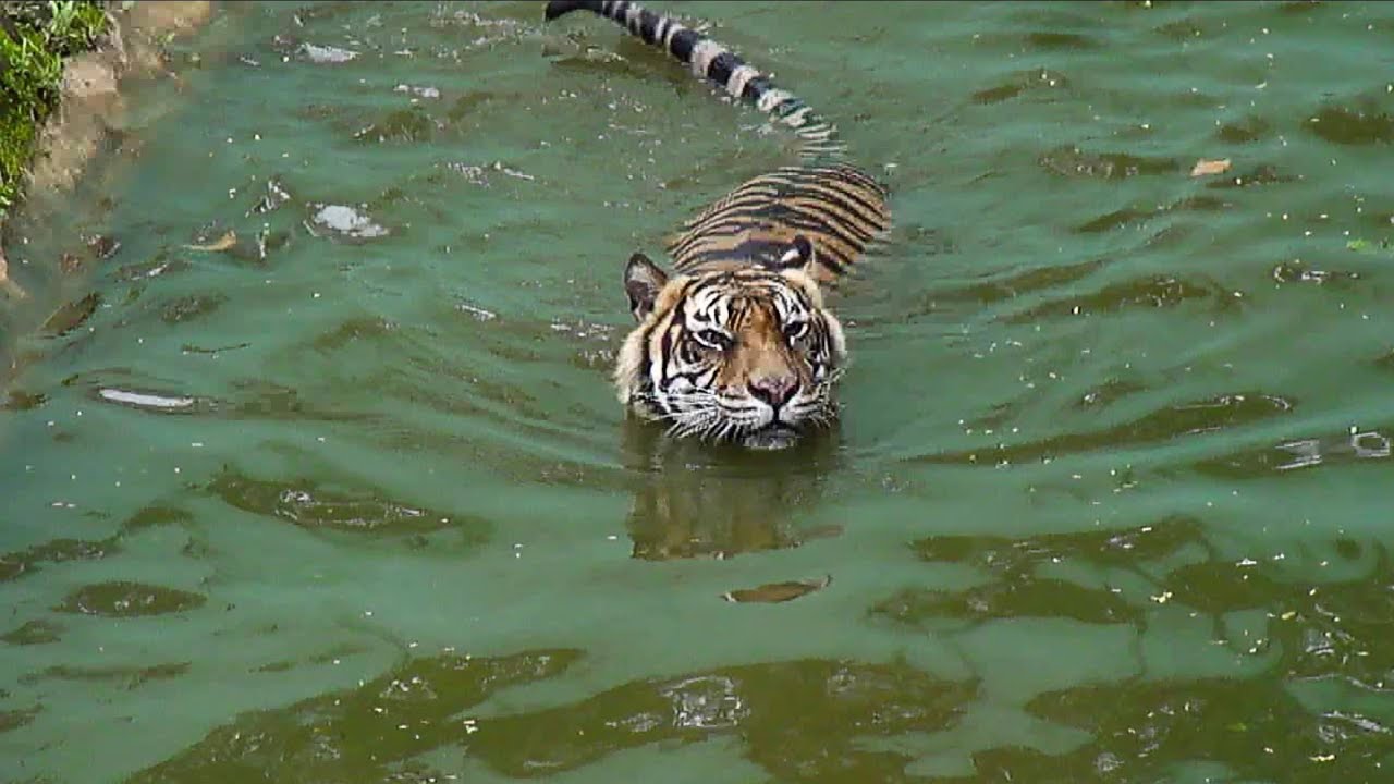 Beautiful Tiger Enjoying Fresh Bathing in the Zoo - YouTube