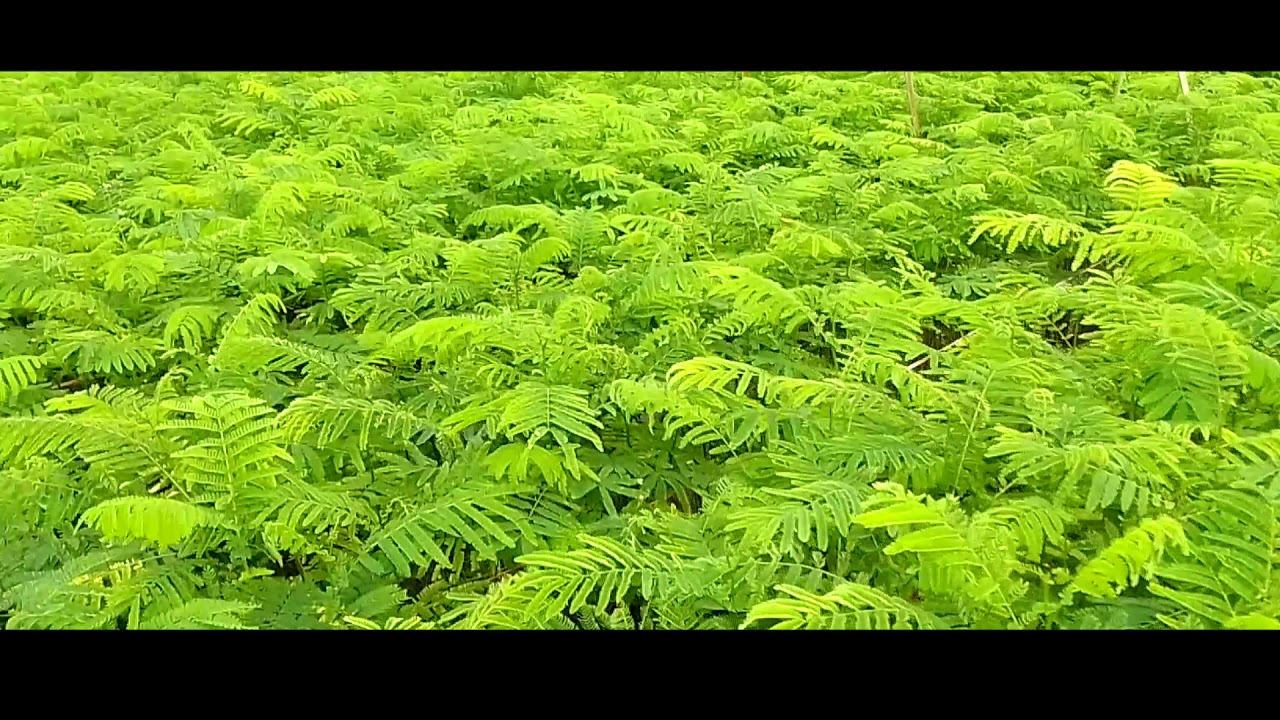 Cek Disini Harga Bibit Pohon Albasia 1Meter - YouTube