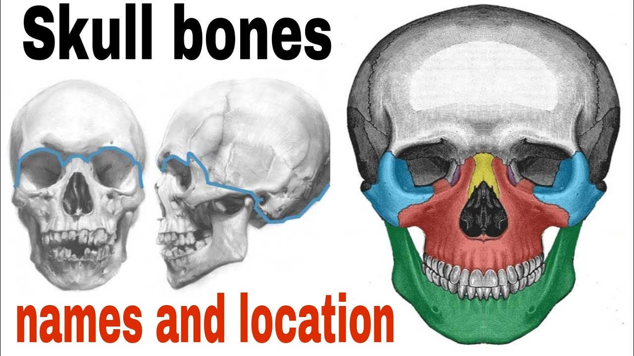 BONES OF THE SKULL - Learn in 5 minutes -sull anatomy. - YouTube