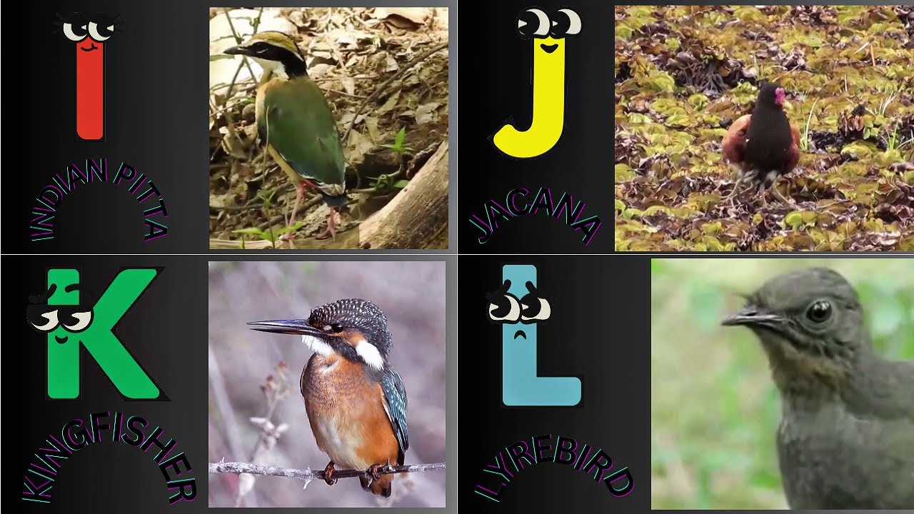 ABC Song | Birds ABC Song | Phonics for Kids | Learn ABC | Baby ...