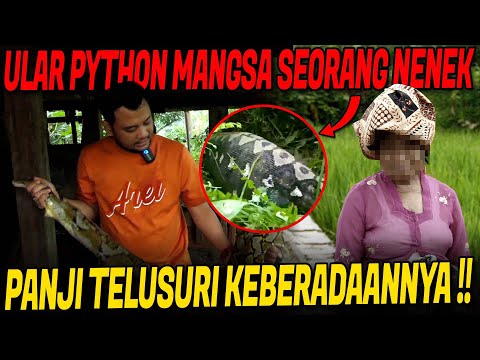 MENCARI JEJAK ULAR PYTHON BESAR PEMANGSA MANUSIA DI SULAWESI