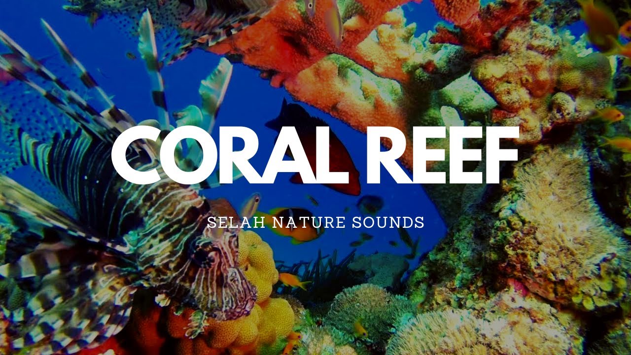 4K SELAH CORAL REEF / NATURE SOUNDS / OCEAN AMBIENCE / REST ...