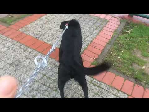 Köpeğinizle gezilecek ilginç yerler
