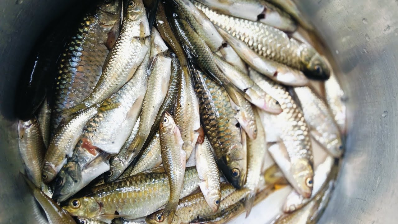 Khwai dohkha /Wah khynriem/ River fishing 🎣 Part,1. - YouTube