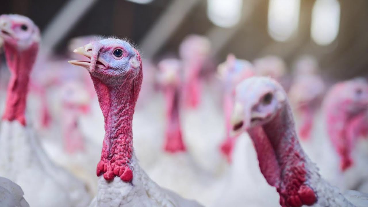 LIVE from the Turkey Barn Trailer - YouTube