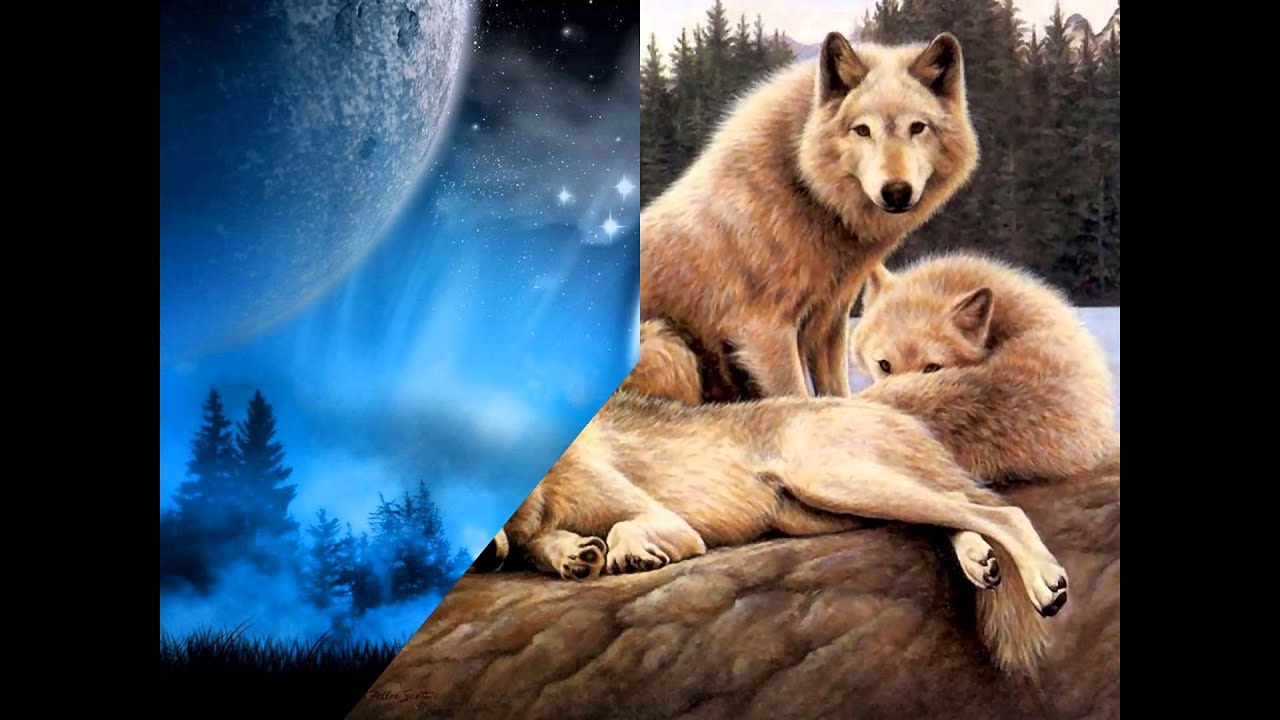 LOBOS BONITOS - YouTube