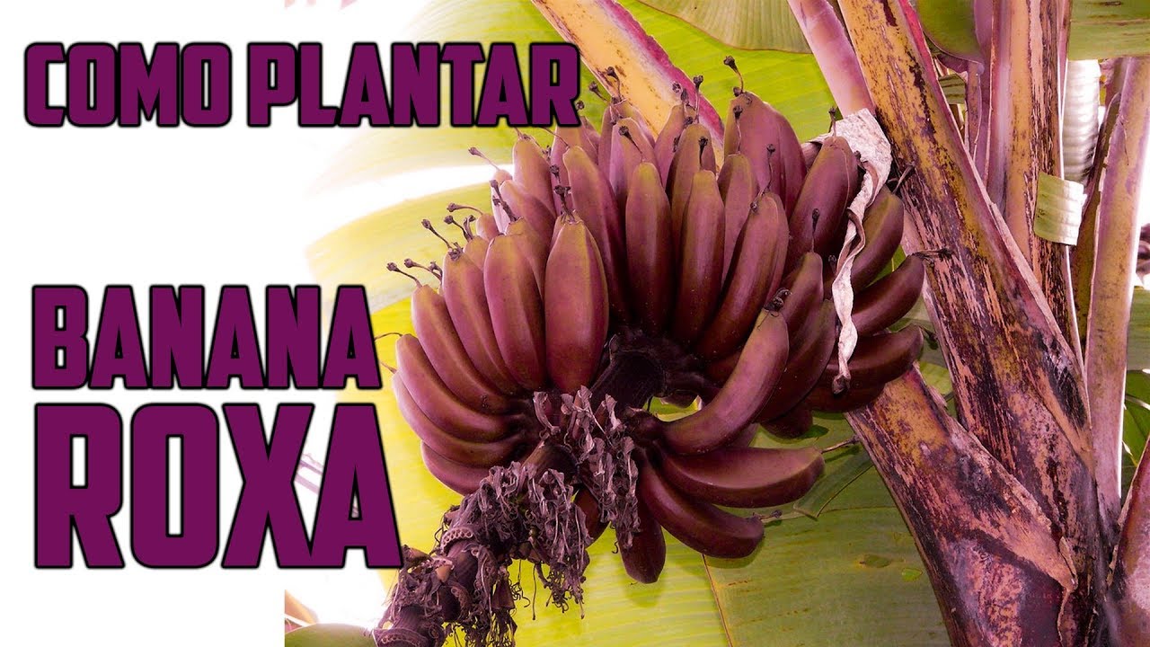 Como plantar Pé de Banana Roxa - Banana VERMELHA - Banana Vinho - YouTube