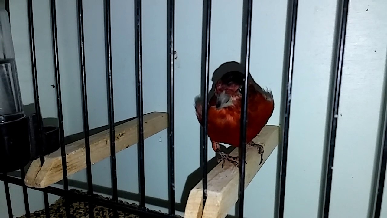 Canary hybrid = Red siskin x Cobalt Red mosaic canary hen. - YouTube