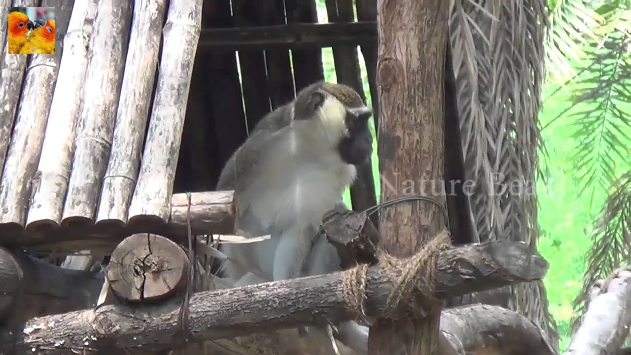 Scary Looking Monkey | Crazy Animals - YouTube