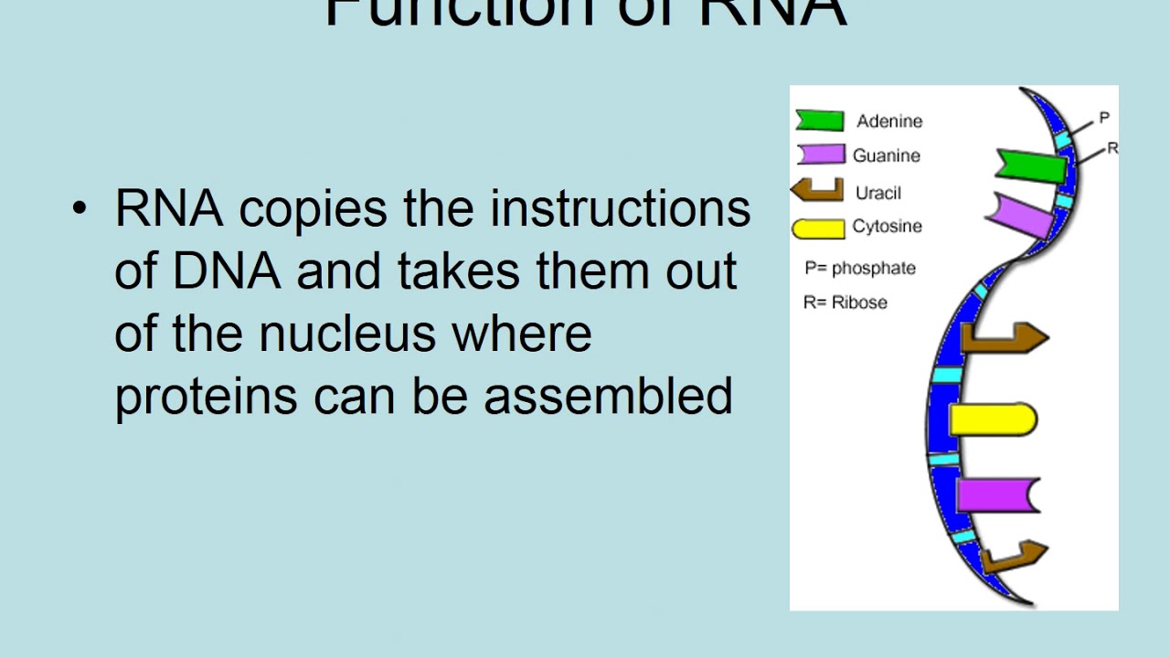 RNA structure - YouTube