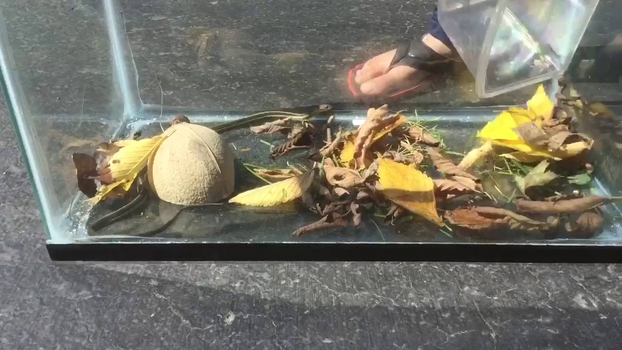 Got bit by a wild snake?! - YouTube