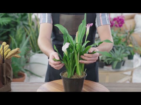 How to Grow and Care for Calla Lily - plants indoors