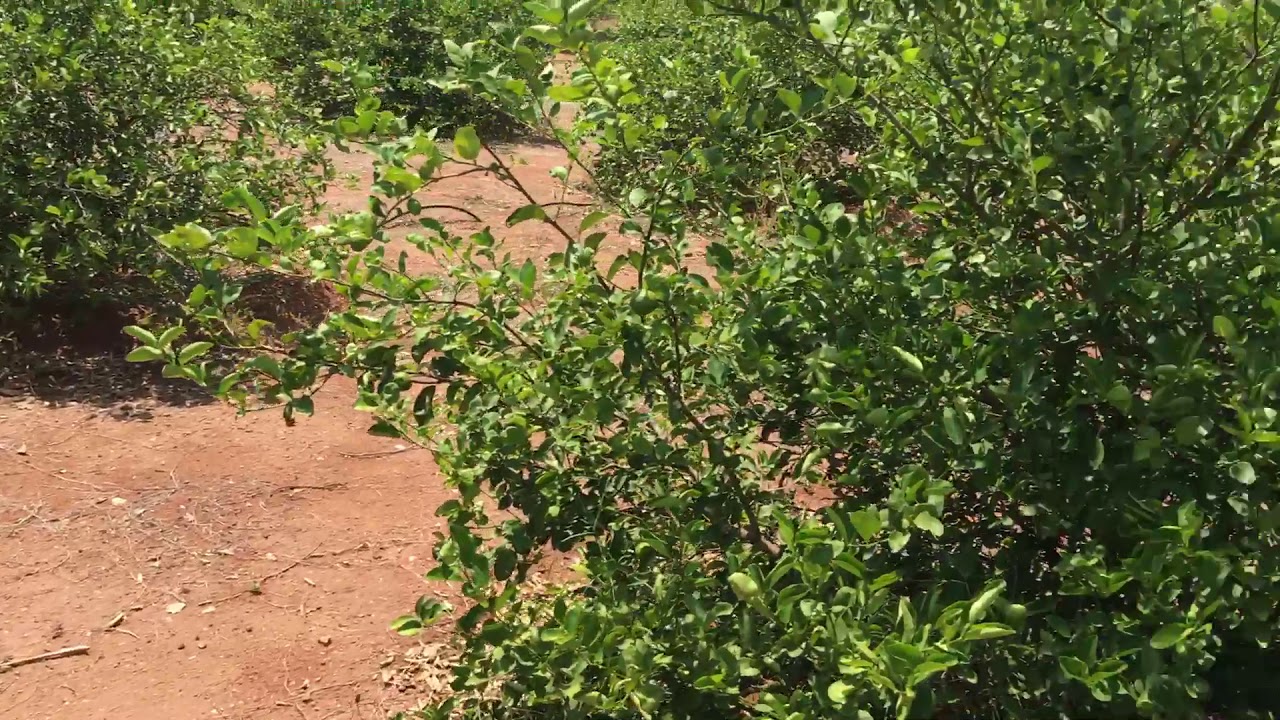 Lemon Tree Plantation - YouTube