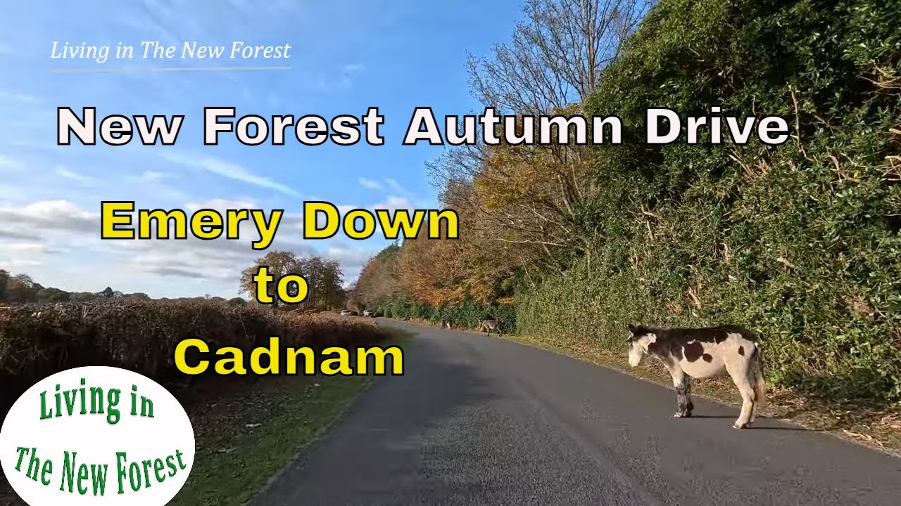 A New Forest Virtual Tour in the Autumn - Emery Down to Cadnam - YouTube